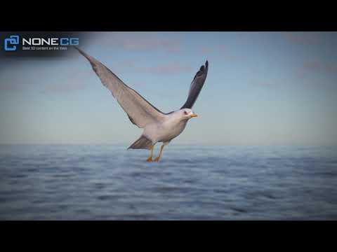 3D Animated Seagull - YouTube