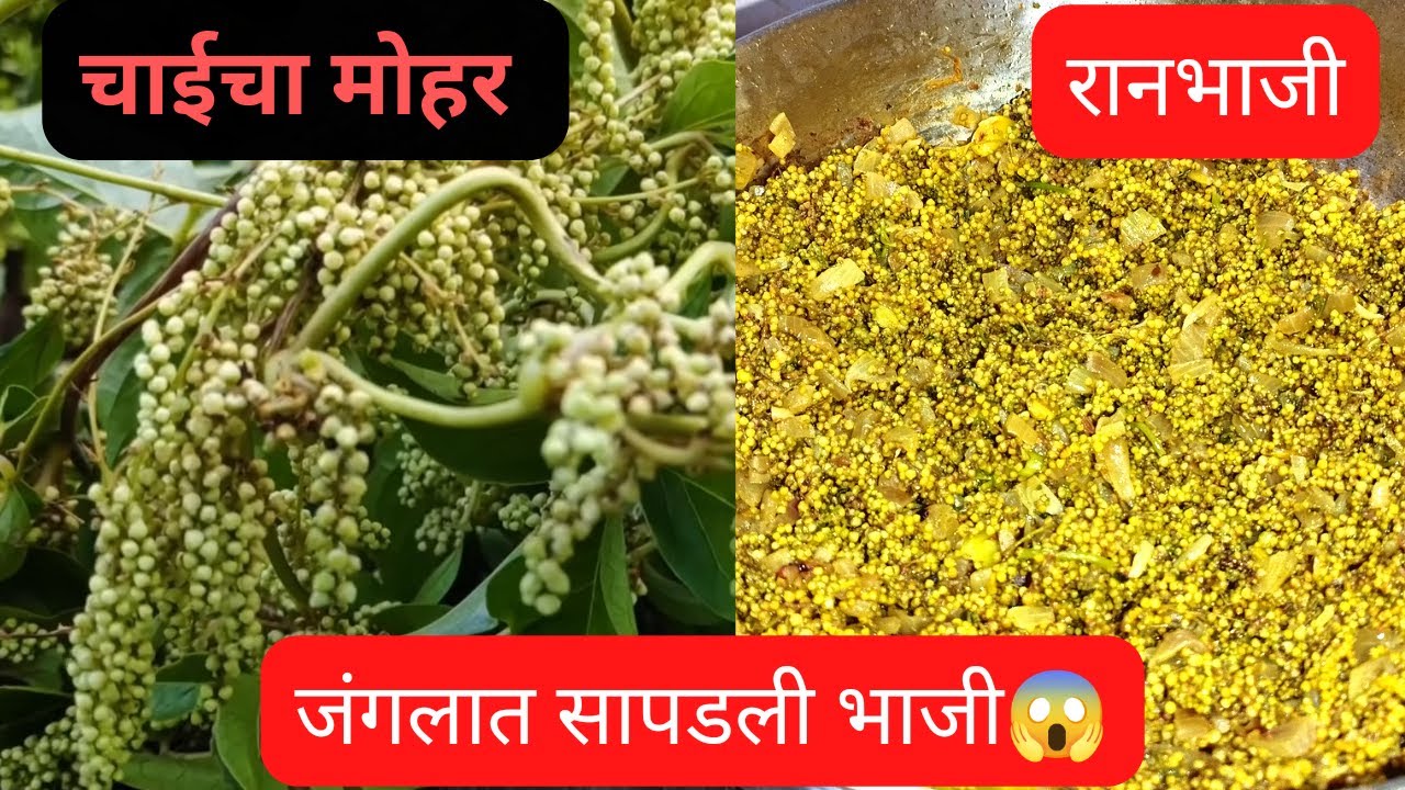 जाईचा मोहर । चाईचा मोहर l रानभाजी / jaicha mohar l chaicha mohar by ...