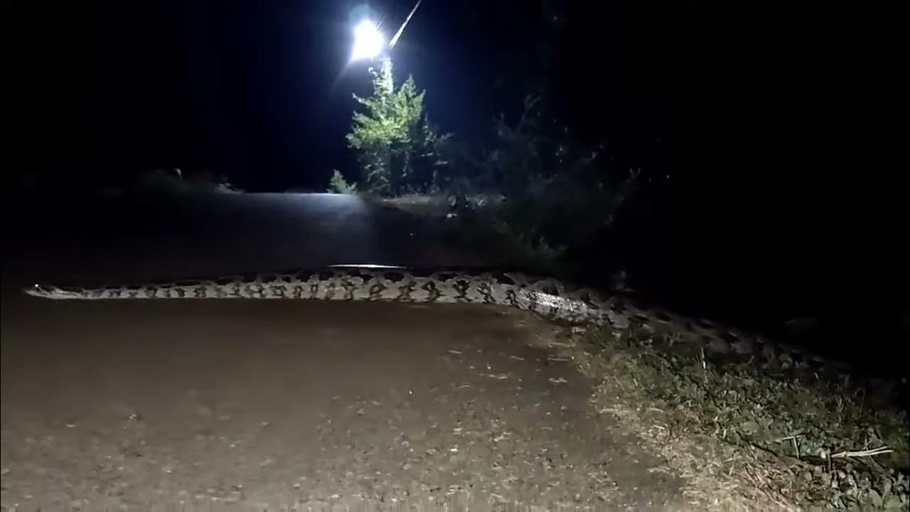 deadly Indian python at Narangi army camp spoted in night - YouTube