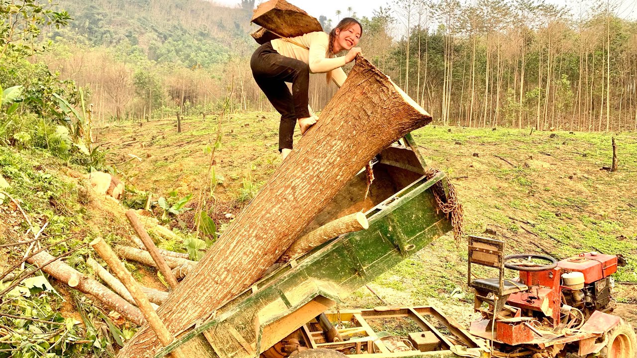 Agricultural vehicles transport timber, see giant timber loading skills ...