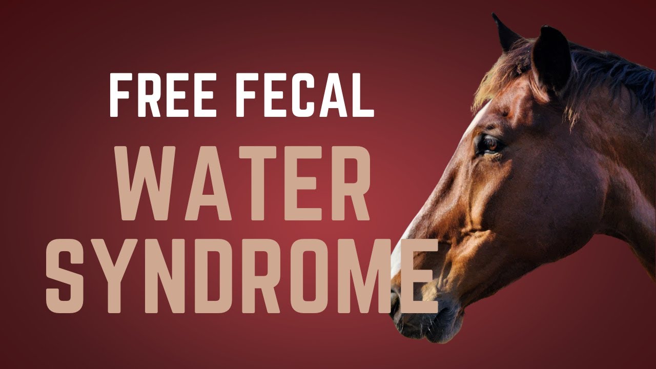 Fecal Water Syndrome in Horses - YouTube