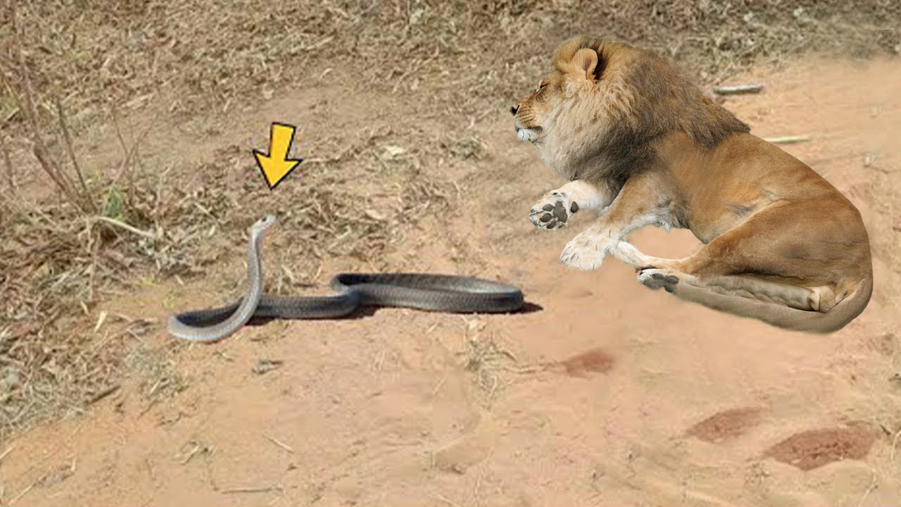 The Snake Suddenly Attacked The Lion From Behind - YouTube