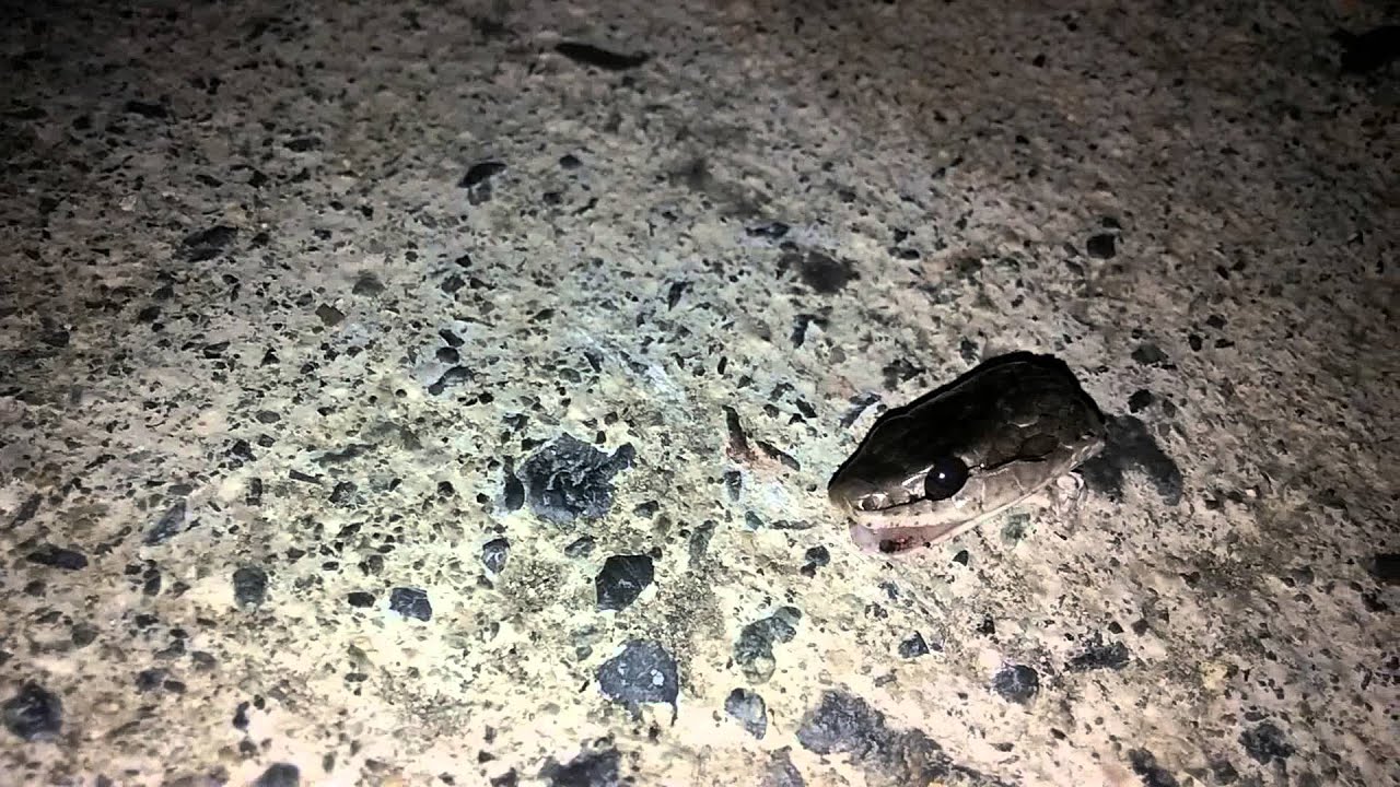 Snake head moving after beheading - YouTube