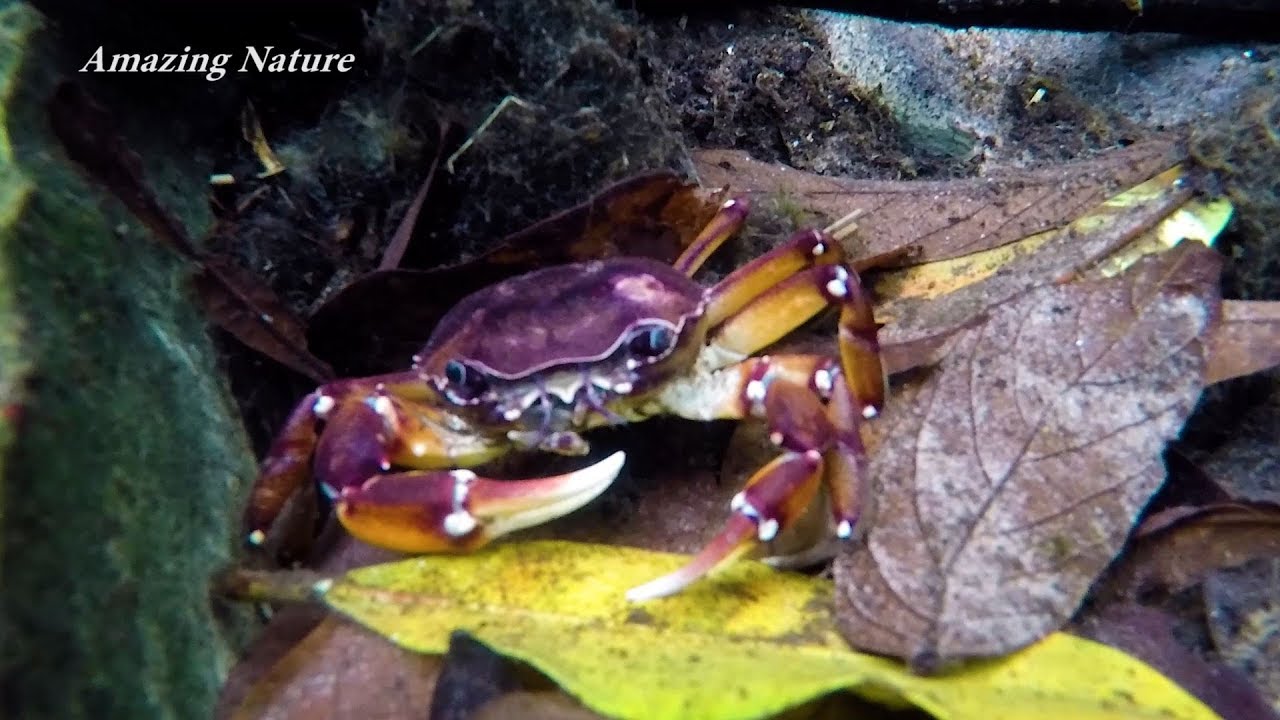 Crab, Freshwater Crab, Trichodactylus fluviatilis, Crustacean ...
