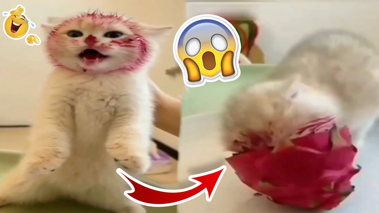Funny comedy cat 🐱 moments | Daily Cat Videos 🤣 - YouTube
