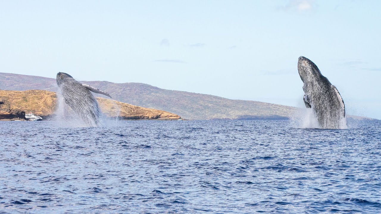 Best Double Breach EVER! Maui Whale Watching - YouTube