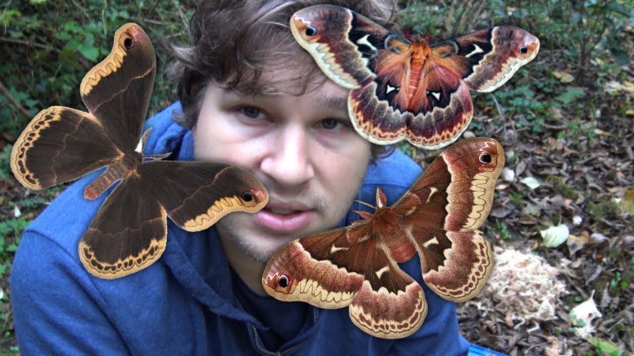 How to Breed: Promethea silkmoth / Cherry Silkmoth - Callosamia ...