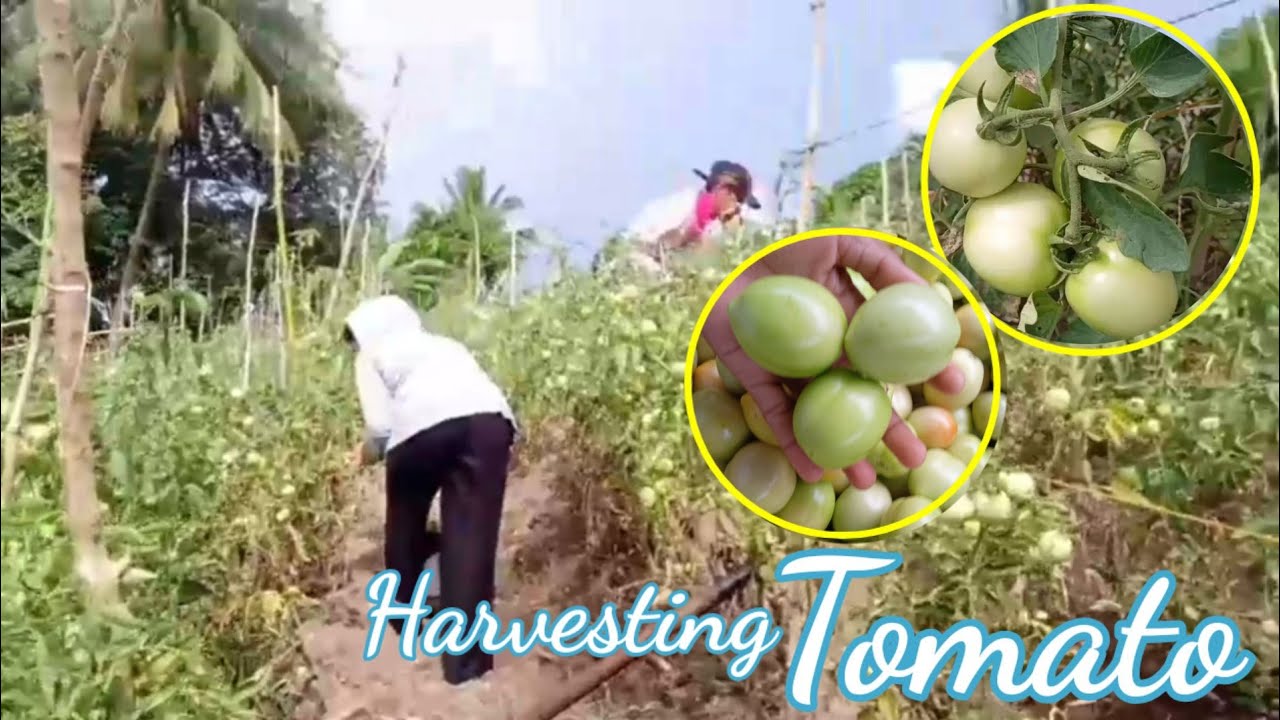 Harvesting tomato farm | Ang kinis at Ang Ganda Ng kamatis nila - YouTube