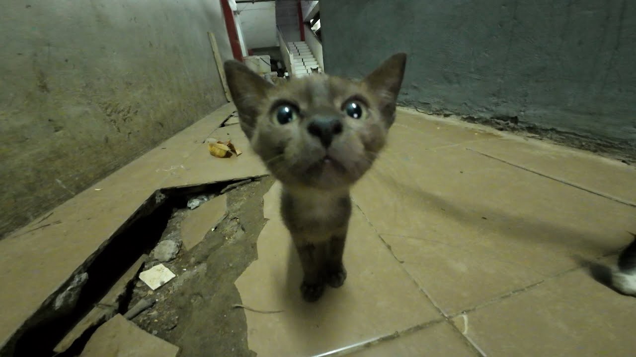 Happy stray cats feeding 13 - YouTube