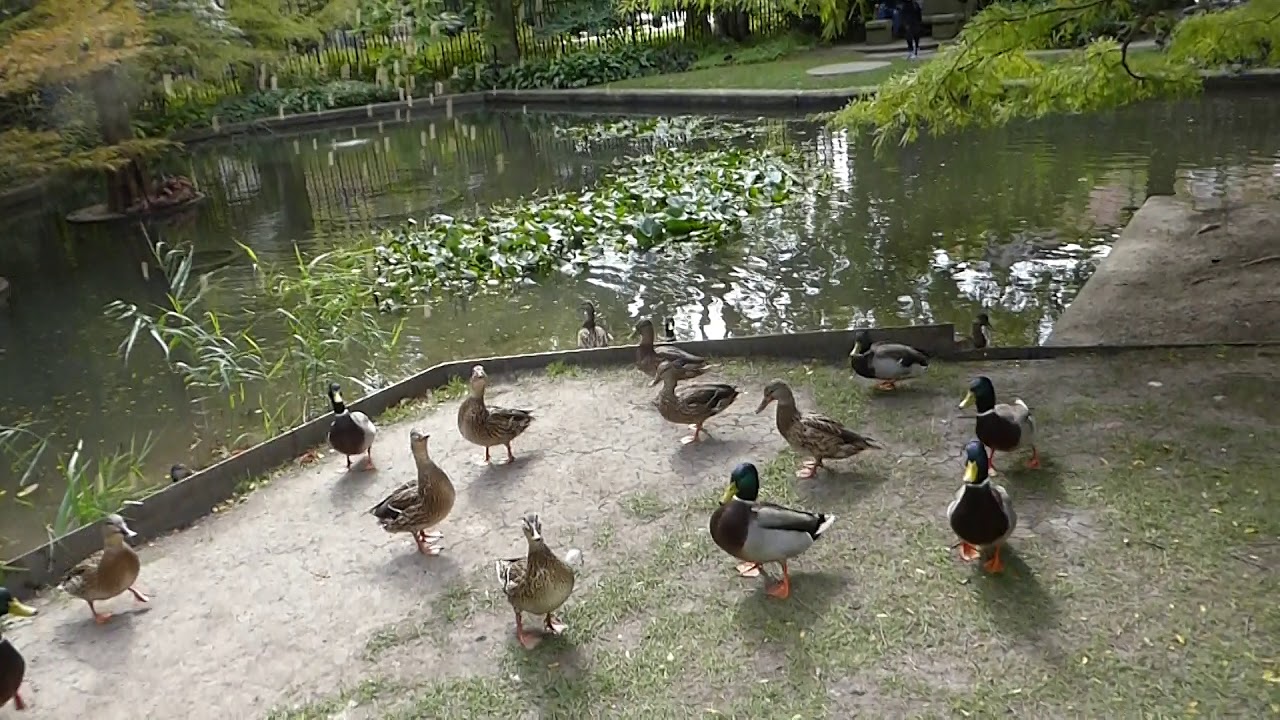 Mass feeding of ducks at Botany Pond - YouTube