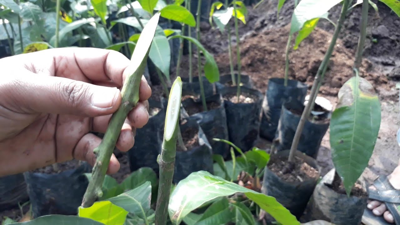 CARA LAIN SAMBUNG PUCUK MANGGA - YouTube