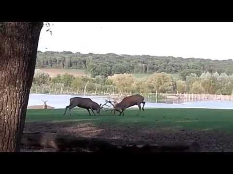 A very hard deer fighting!! In France...during the deer mating and rutting season!