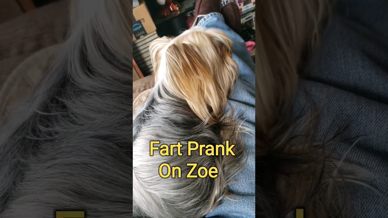 Fart Prank On Zoe The Yorkie #funnypuppy #doglifestyle - YouTube