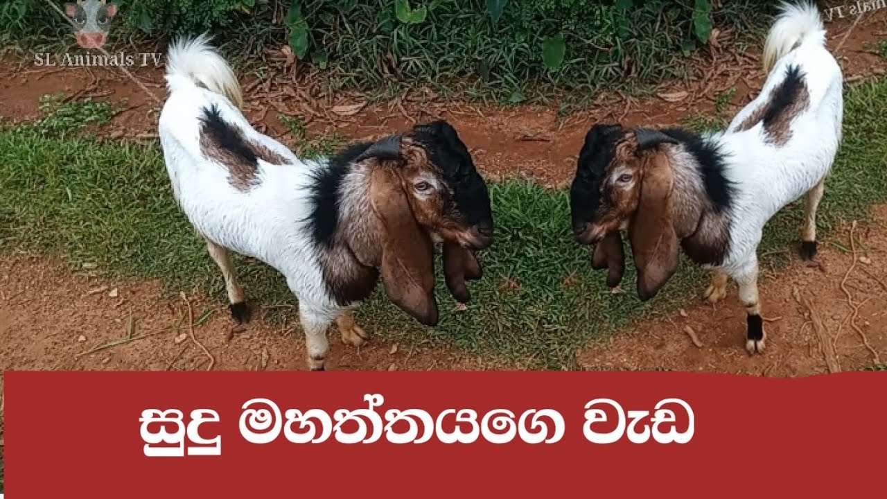 සුදු මහත්තයා😍🐐 | Srilankan goats @SL_Animals_Tv - YouTube