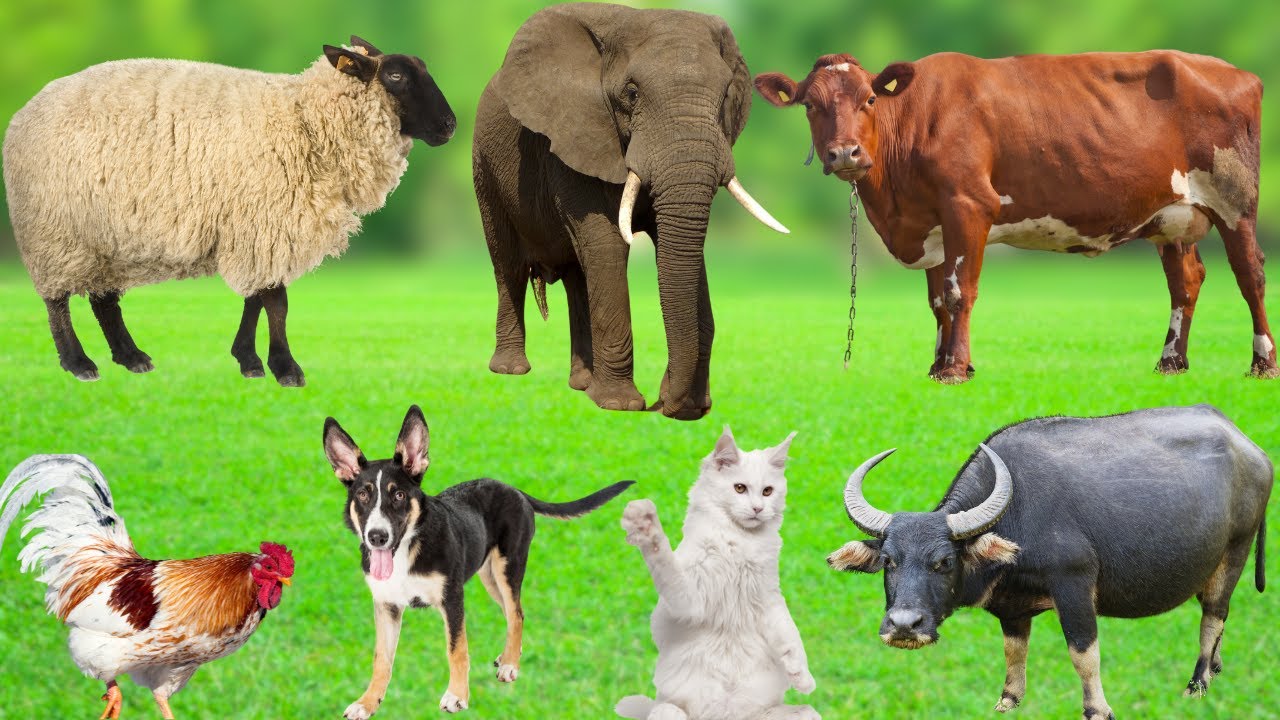 Cute Farm Animals : Rabbit, Cow, Chicken, Dog, Cat, Goat, Sheep, Duck ...