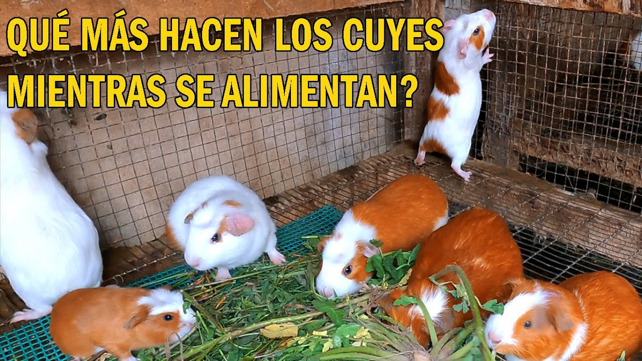 ASÍ SE ALIMENTAN LOS CUYES EN SILENCIO - YouTube
