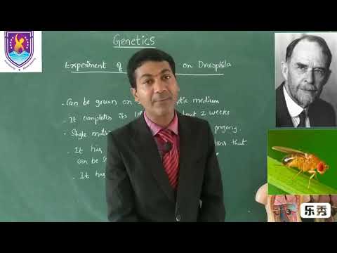 Morgans Experiment on linkage || NCERT XII Class Genetics || by ...