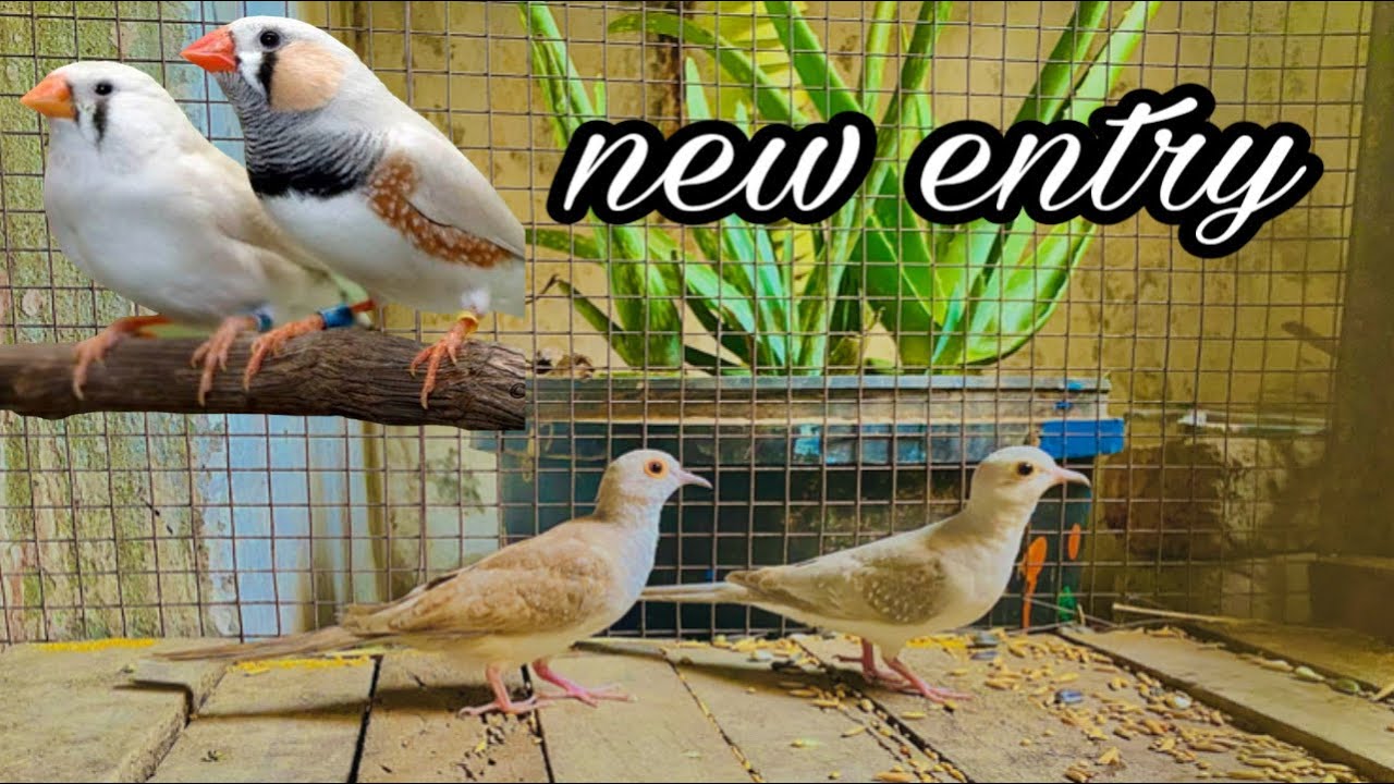 new entry on setup | finches | diamond dove | lillyxgalaxy | - YouTube