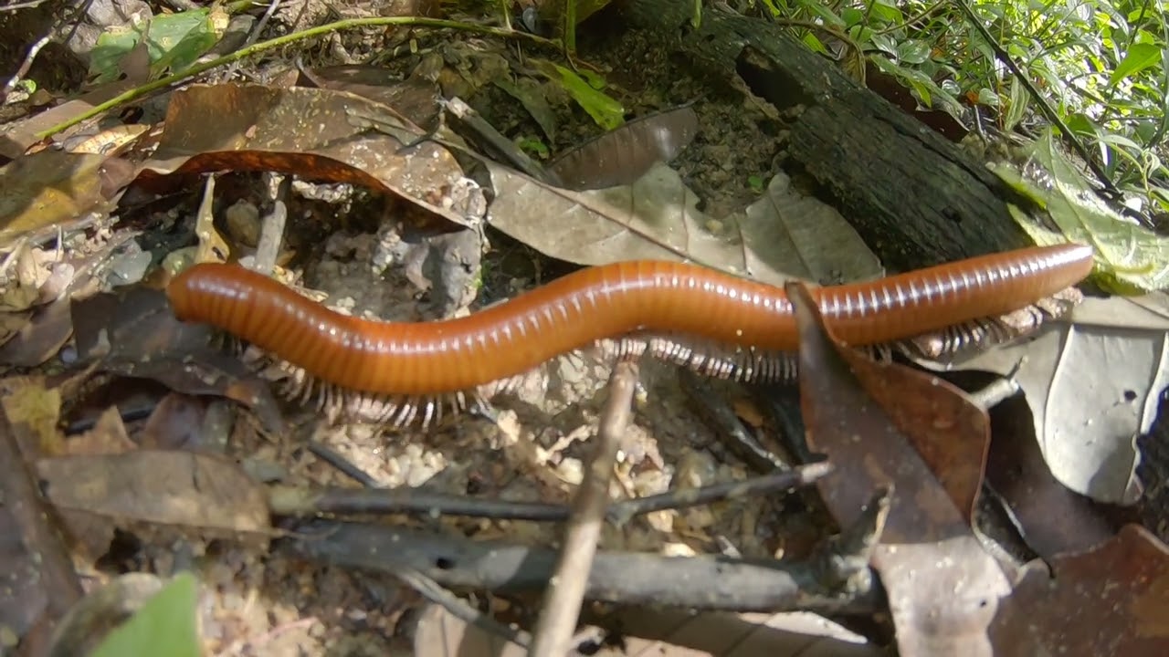 Ulat gonggok di Air Terjun Lata Hammer. - YouTube