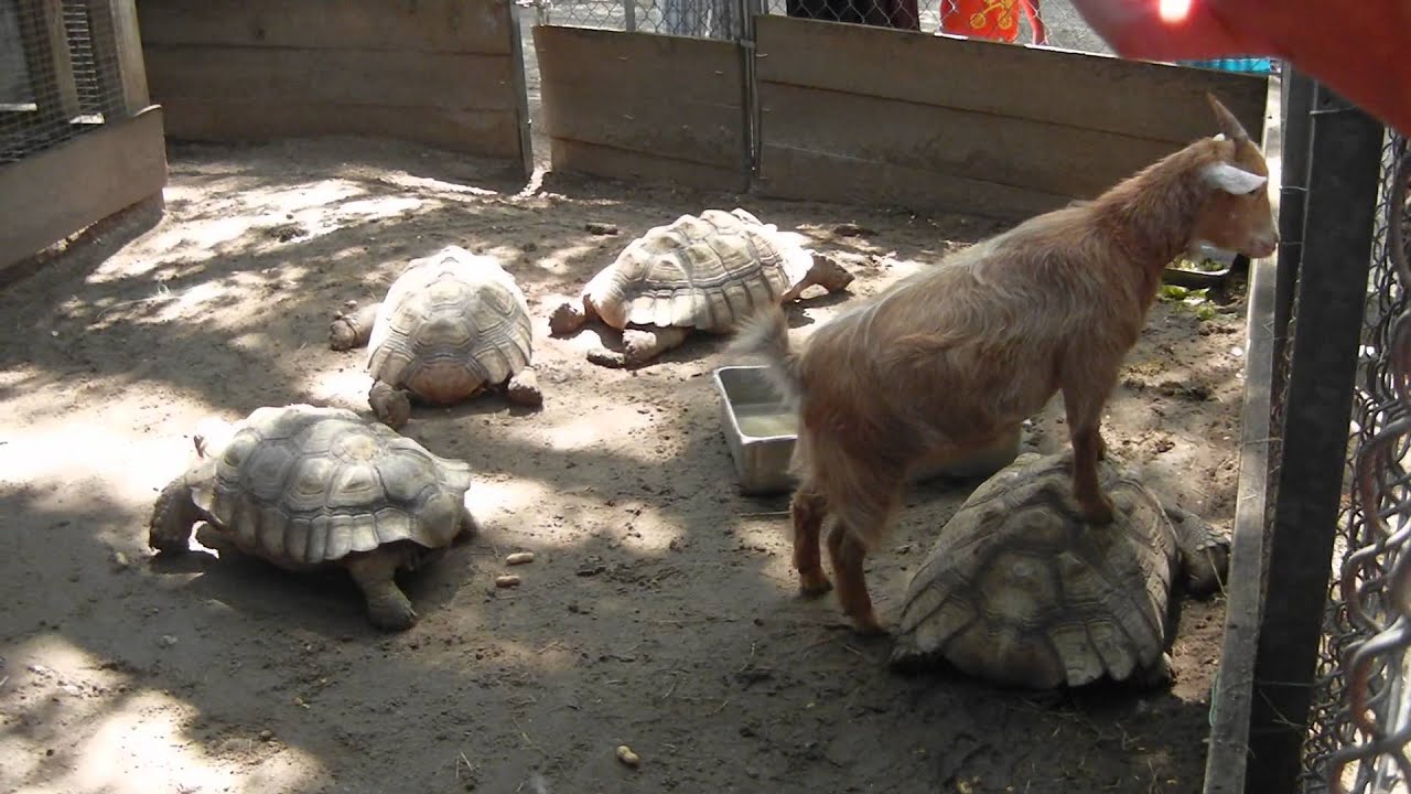 Goat Riding A Turtle - YouTube