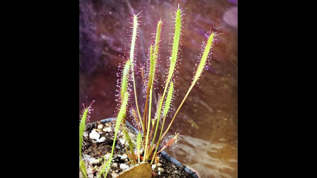 Drosera linearis: A Northern Enigma - YouTube