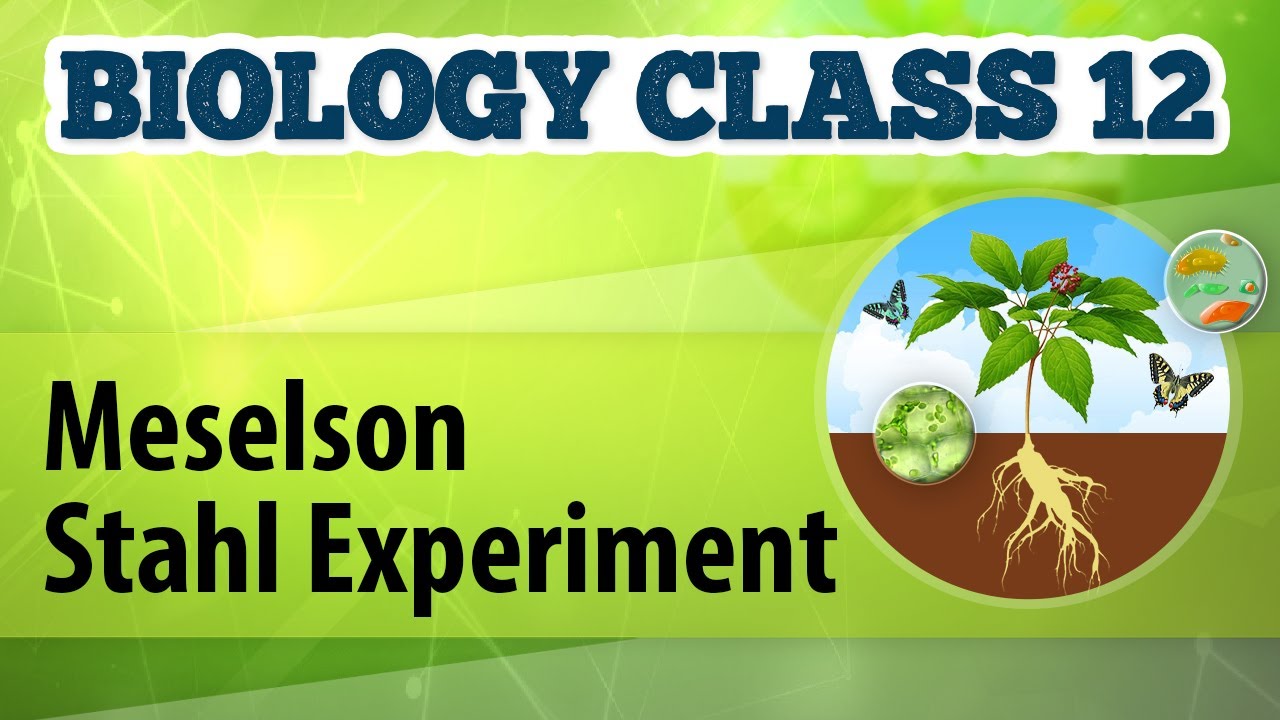 Meselson Stahl Experiment - Molecular Basis of Inheritance - Biology ...