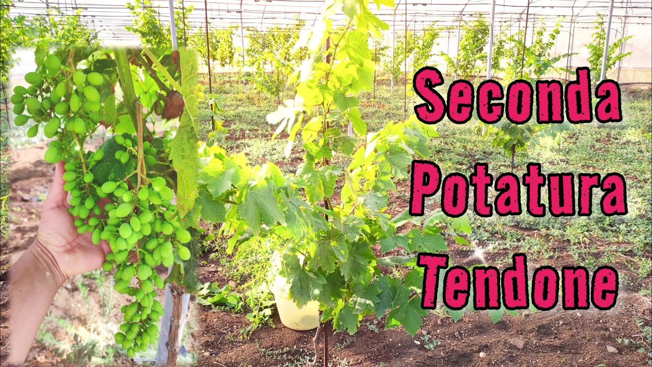 Guida Seconda Potatura Vite Uva da Tavola - YouTube