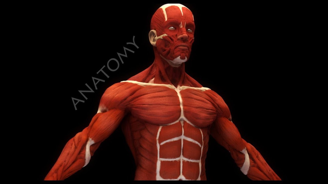 3dmodel human anatomy muscles at 3dexport.com - YouTube