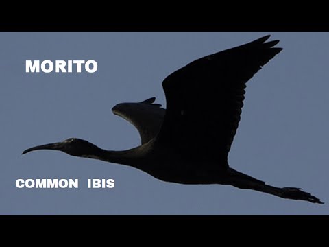 MORITO COMÚN | GLOSSY IBIS | Plegadis falcinellus 4K - YouTube