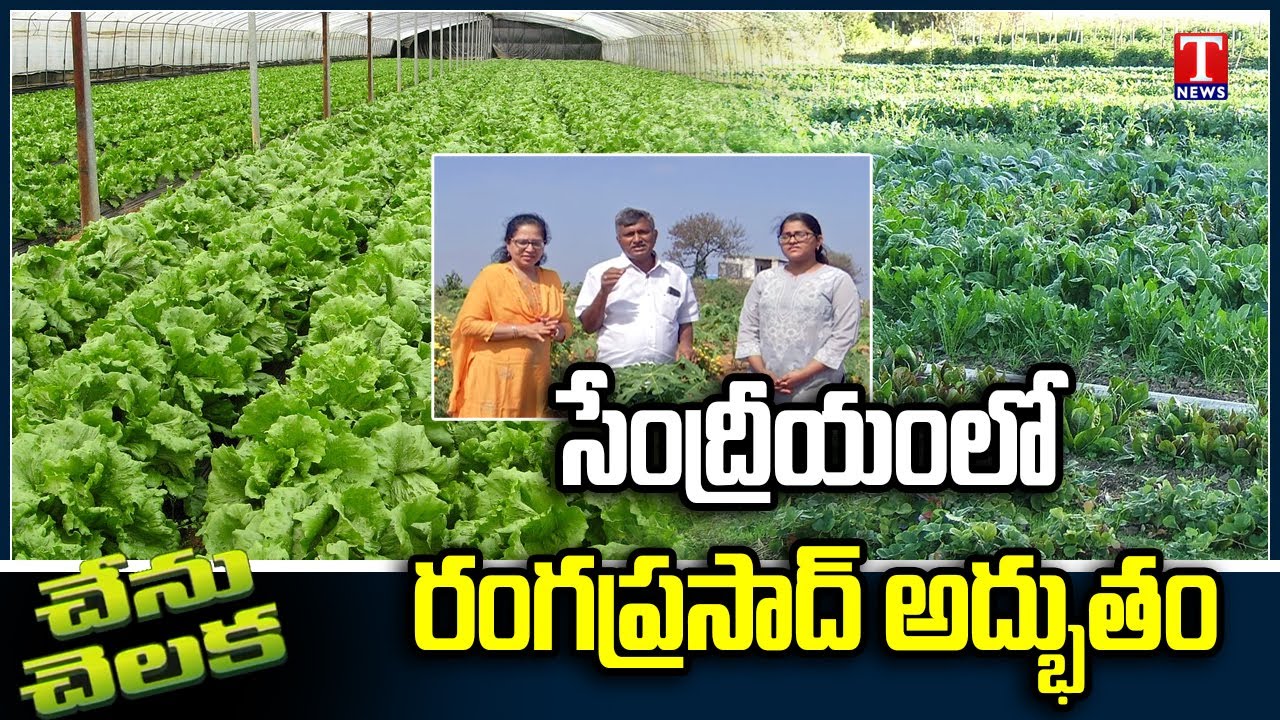 Chenu Chelaka | Innovative Various Vegetable Farming by Ranga Prasad ...