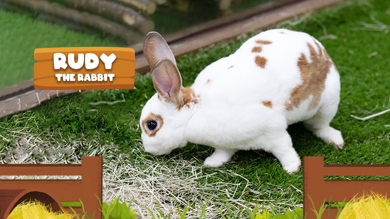 Meet Rudy the Miniature Rex Rabbit - YouTube
