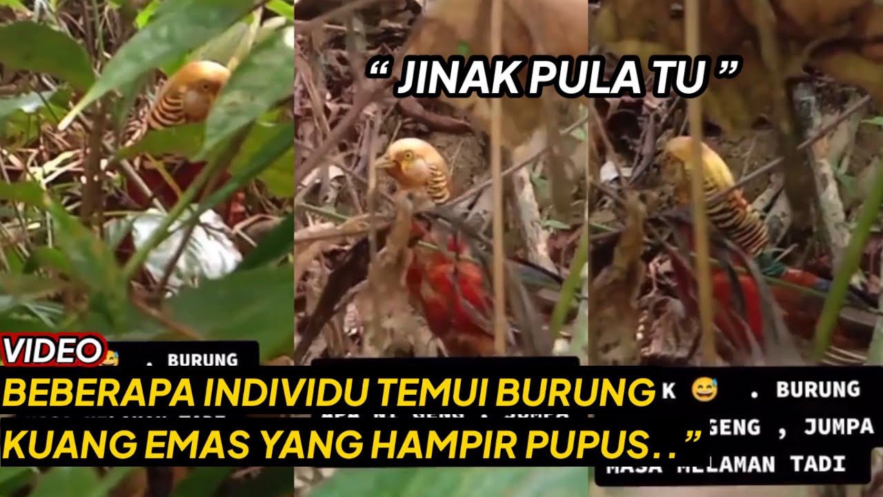 BEBERAPA INDIVIDU TEMUI BURUNG KUANG EMAS YANG HAMPIR PUPUS...’ - YouTube