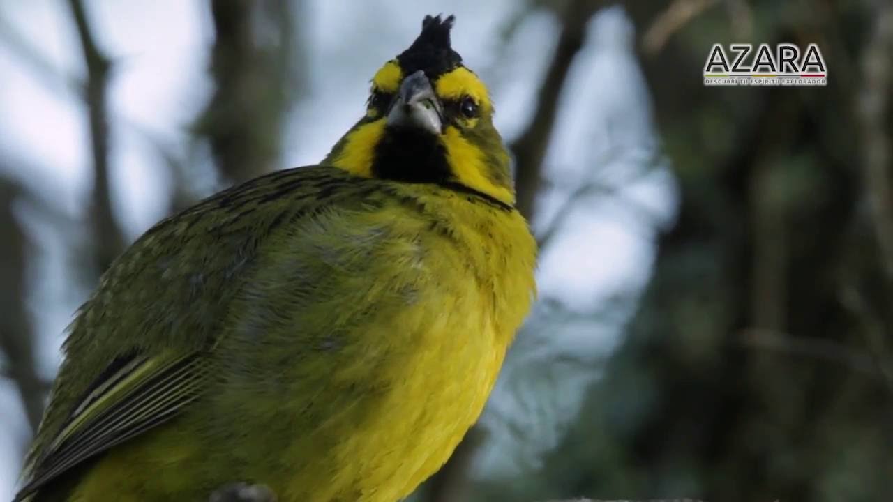 Fauna neotropical - Cardenal amarillo - YouTube