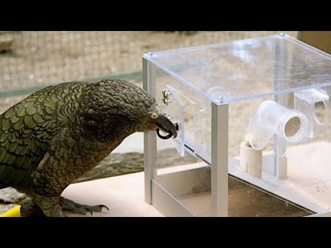 Five of the most intelligent birds in the world. - YouTube