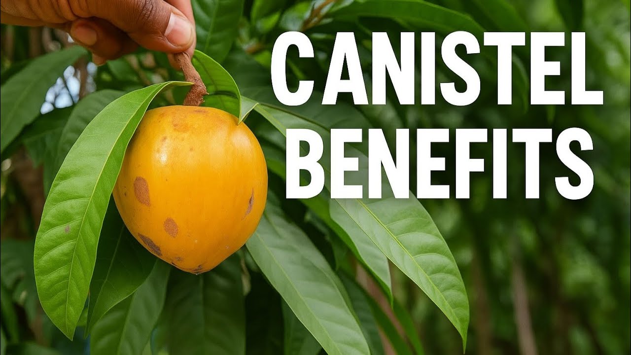 Eggfruit (Canistel) – The Tropical Superfruit You Didn’t Know You ...