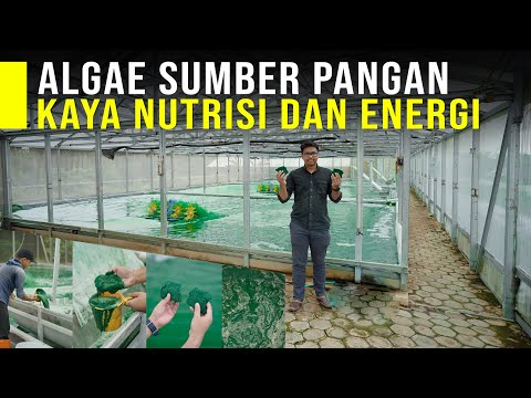 Budidaya Alga Tumbuhan Kaya Nutrisi Sebagai Solusi Krisis Pangan, Lingkungan dan Pupuk