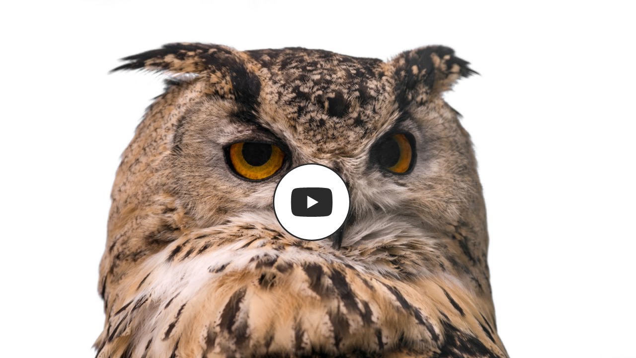 Stalking the elusive great horned owl - YouTube