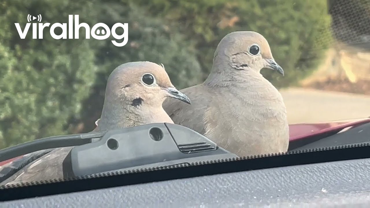 Birds Perch on Moving Car || ViralHog - YouTube