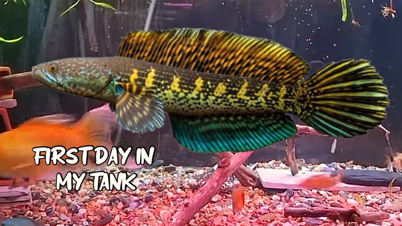 FIRST DAY IN MY TANK EXOTIC SNAKEHEAD - YouTube
