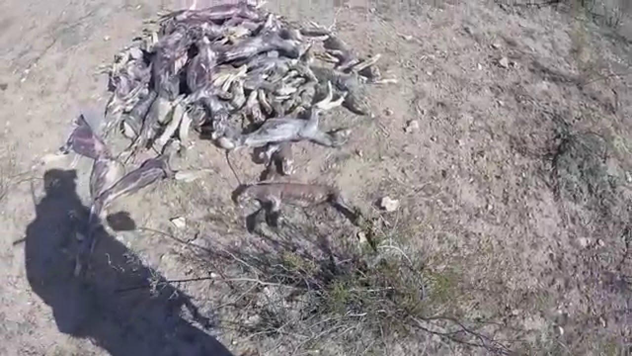 Pile of dead skinned coyote - YouTube