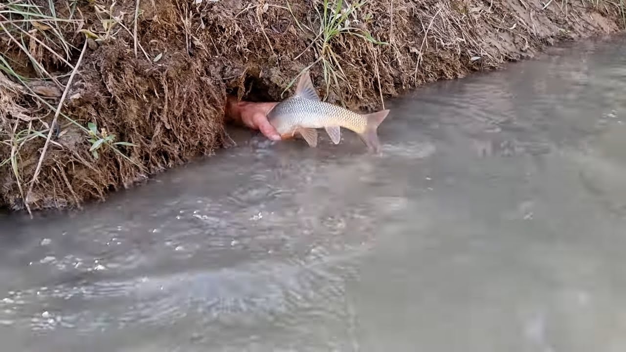 GREAT FISHING / BÜYÜK SAZAN AVI / Fishing Technique - YouTube