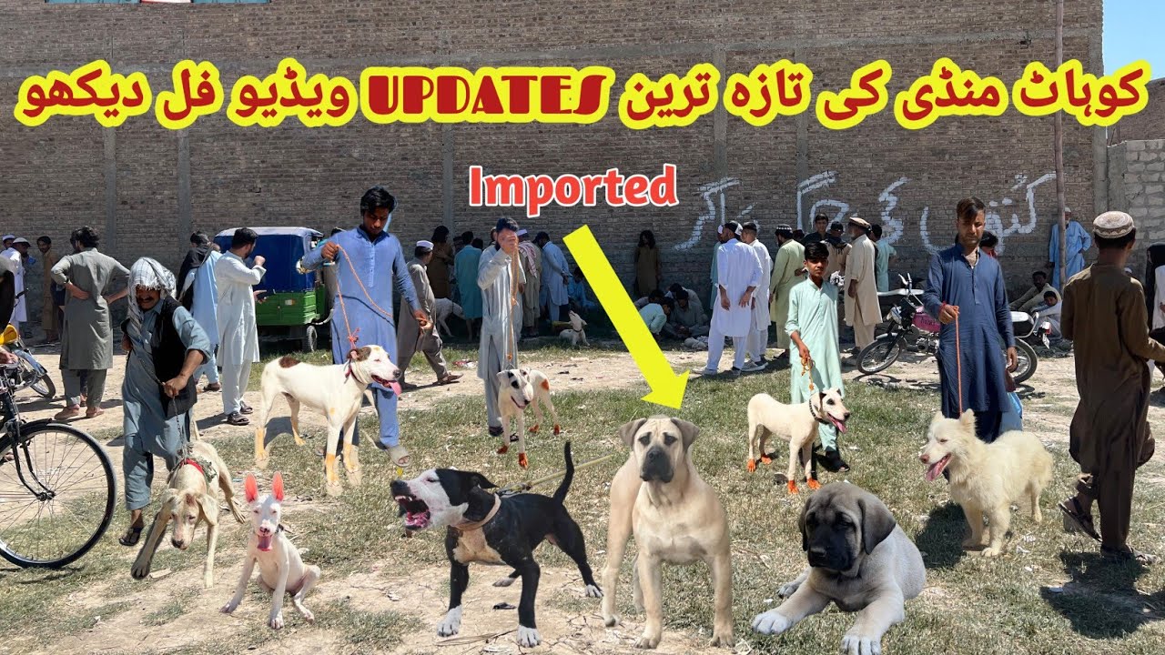 Dog market in kohat City || Top quality dog Mandi || latest update ...