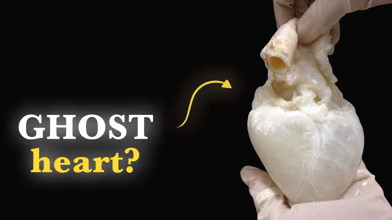 The science of decellularization and recellularization - YouTube