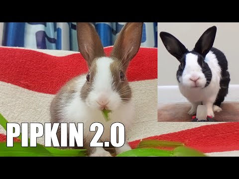Rebirth of Pipkin Bunny | Pipkin 2.0 !! - YouTube