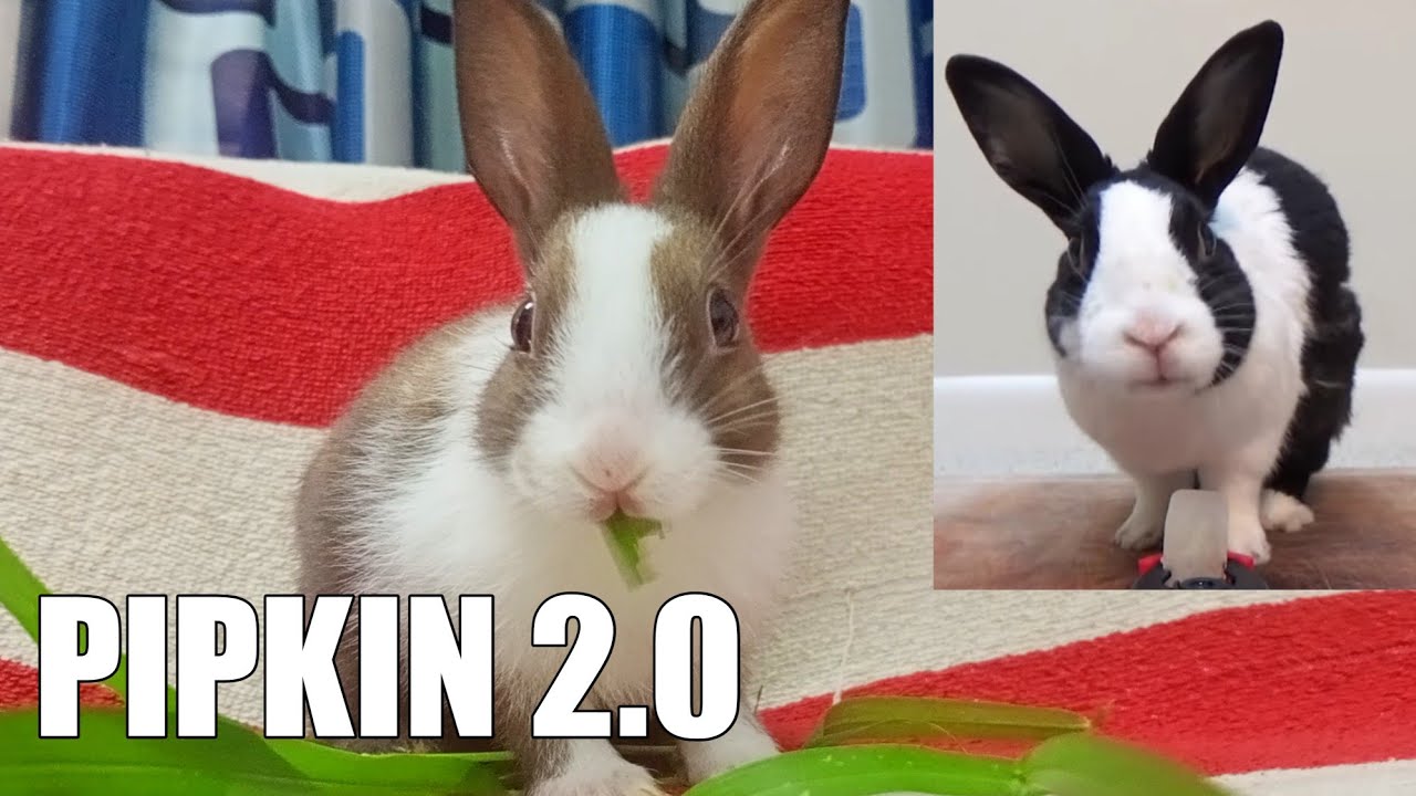 Rebirth of Pipkin Bunny | Pipkin 2.0 !! - YouTube