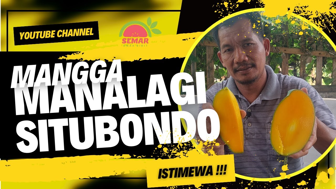 MANGGA PALING MANIS !!ISTIMEWA|MANALAGI SITUBONDO|TABULAMPOT - YouTube