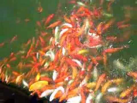 Dole Plantation Fish - YouTube
