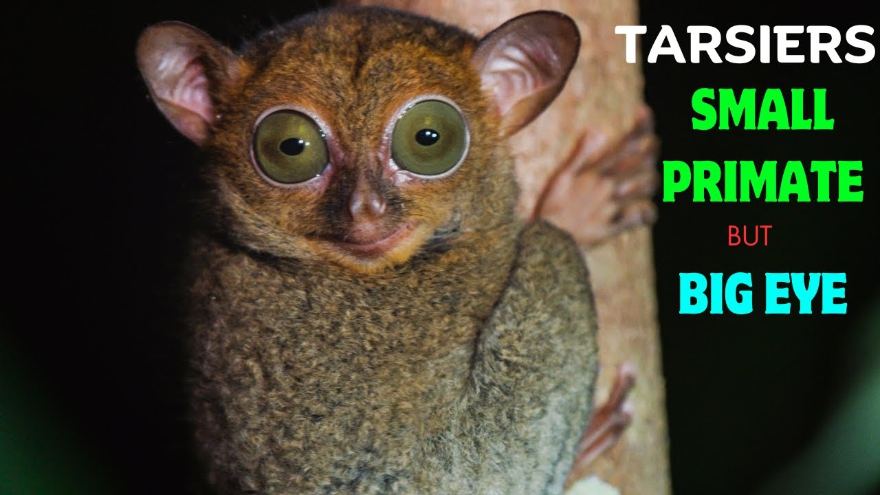 Tarsiers Monkey: Top Ten Amazing Facts about Tarsiers - YouTube