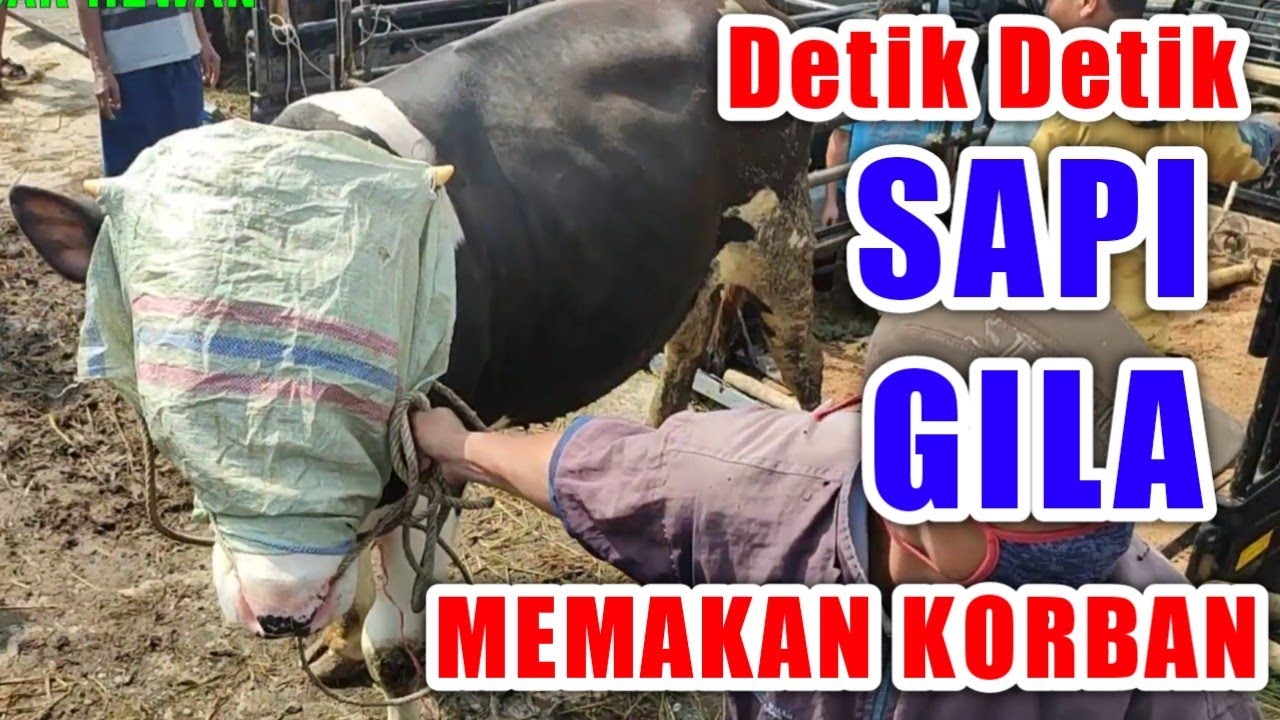 SAPI GILA TUBRUK ORANG - YouTube