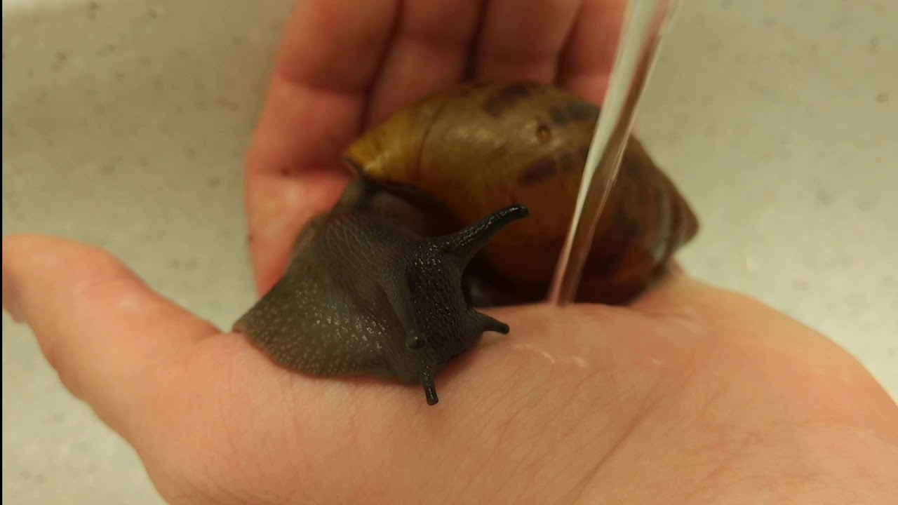 Snail Shower - YouTube